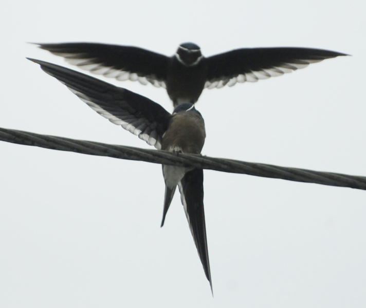 A Wandering Naturalist: Sarawak: Giant Worms and Perching Swifts