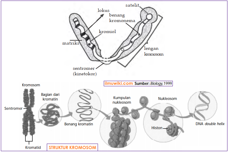 Kromosom (Pengertian, Letak, Fungsi, Sifat, Klasifikasi, Sususunan ...