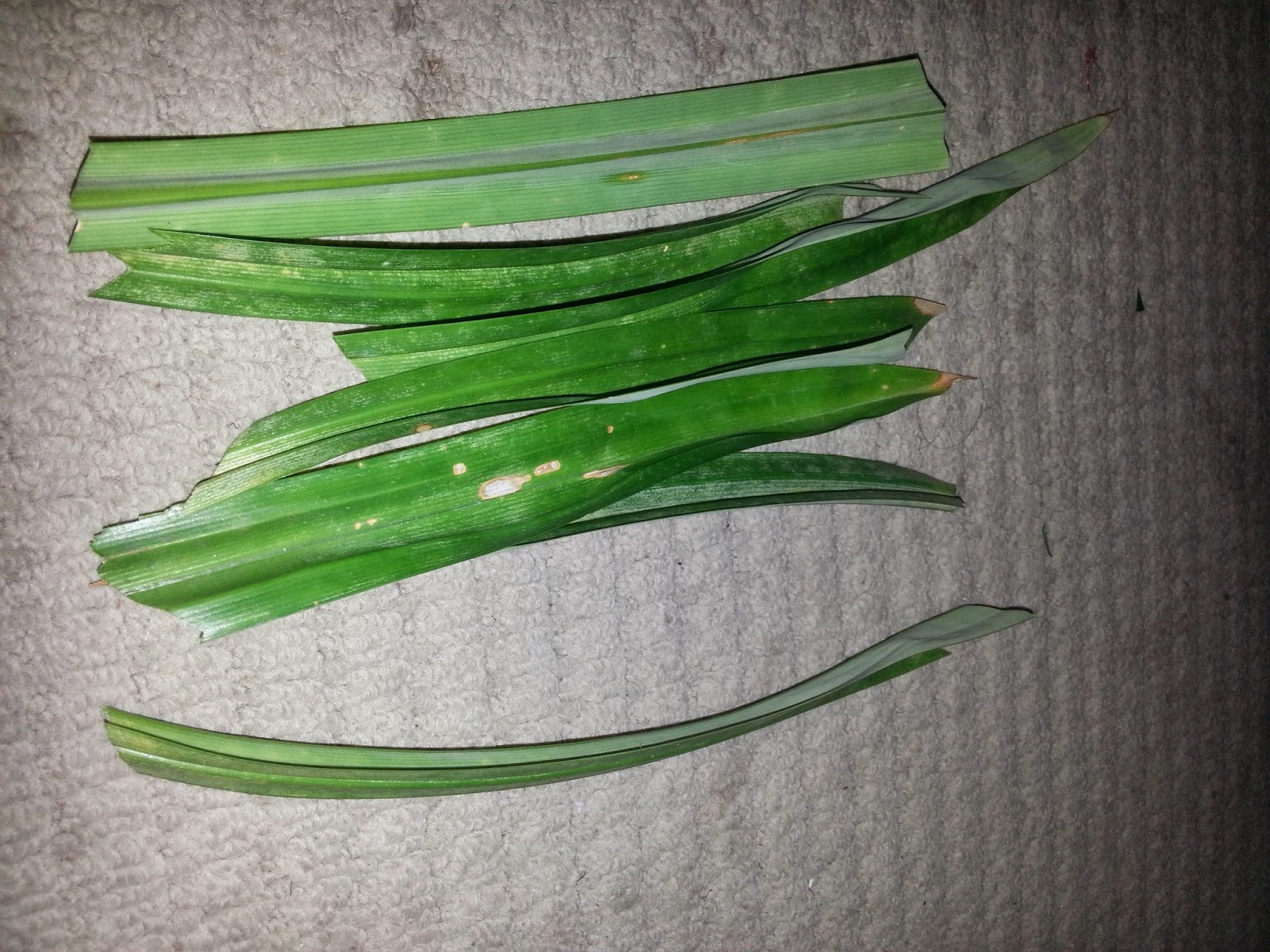 35+ Gambar Bunga Daun Pandan Wangi, Yang Istimewa!