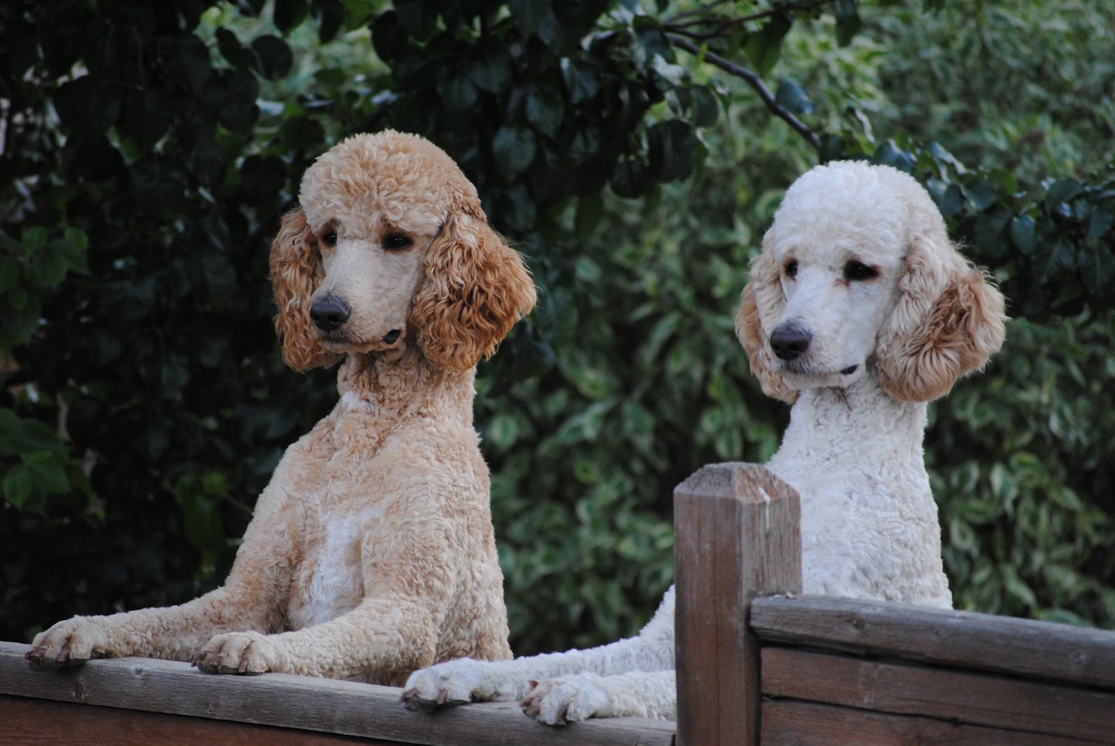 Friday Fun: Poodle Party