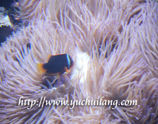 Kenangan Yuchuilang: Anemon Laut Kawan Karib Ikan Badut