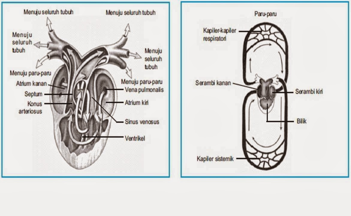 MAKALAH BIOLOGI HEWAN AMFIBI ~ Jendela Ilmu