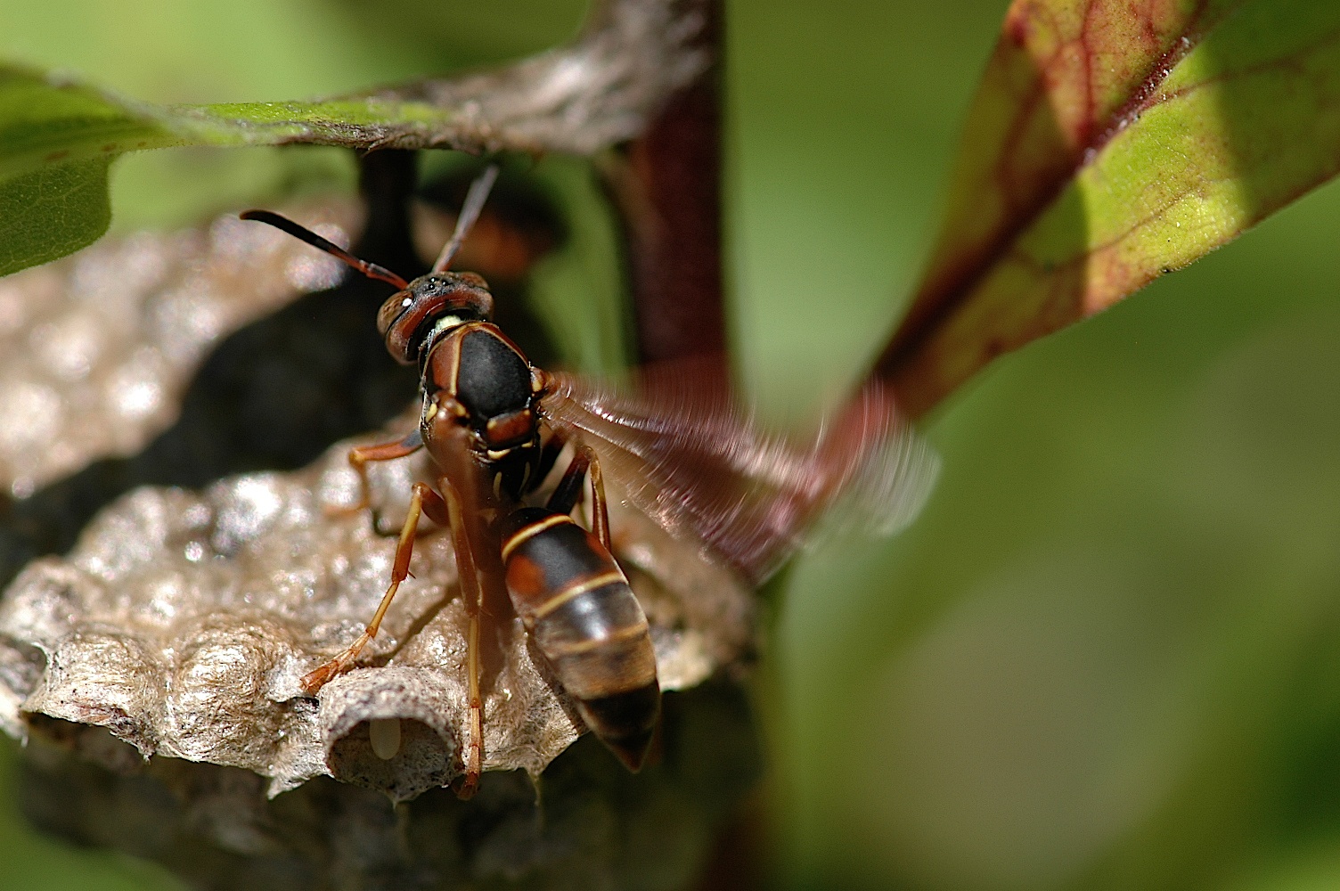Field Biology in Southeastern Ohio: Out Hunting Tigers