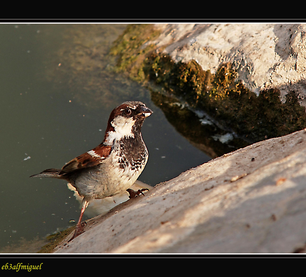 MIS AMIGAS LAS AVES: Gorrión común (Passer domesticus)