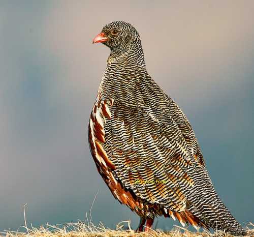 List of Indian partridges - Images | Birds of India | Bird World