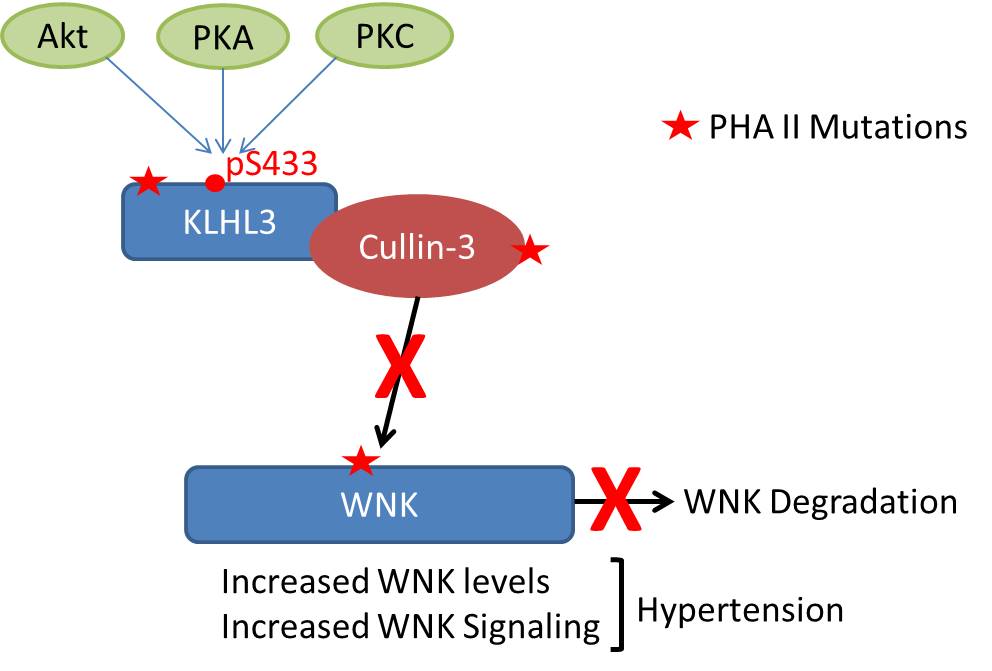 Science: WNK and Beyond: Multiple Signaling Pathways Converge on KLHL3 ...