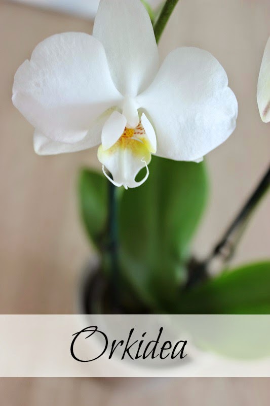 Stella Vanilja: Orkidea