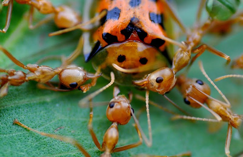 Back of Beyond The NT: Myrmecomorphy Ant Mimicry