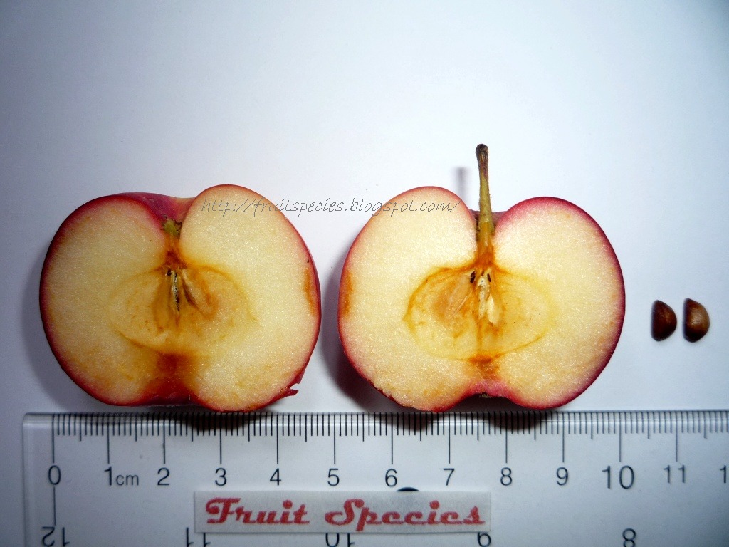 Fruit Species: CRABAPPLE