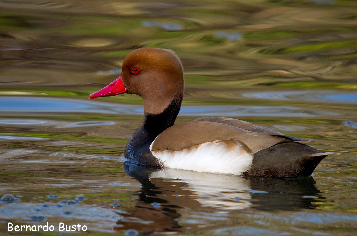 RÍA DE LA VILLA: Pato colorado