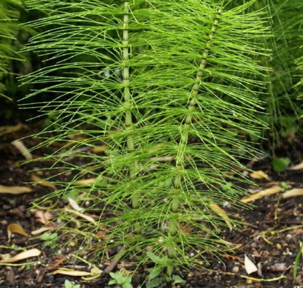 Sanatatea din farmacia Domnului: May 2013