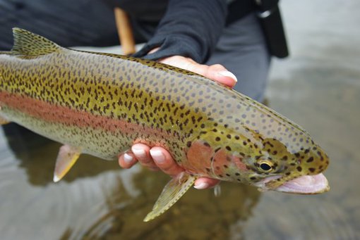 The Ultimate Trout Fishing Blog: How To Catch Big Rainbow Trout