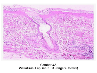 3 Lapisan Struktur Kulit : Kulit Ari (Epidermis), Kulit Jangat (Dermis ...