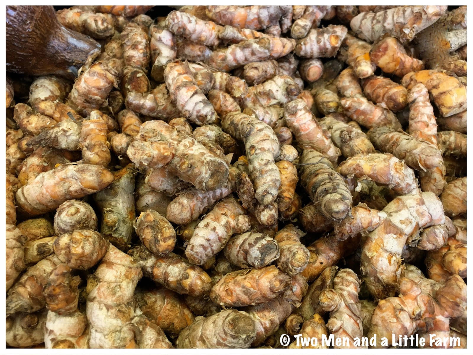 Two Men and a Little Farm: FRESH TURMERIC