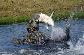 Photos: Shocking Moment When Cannibal Crocodile Tore Smaller Rival In ...