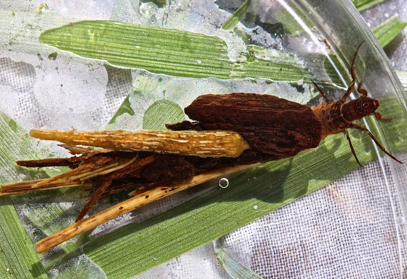 Aquatic Insects of Central Virginia: April 2015