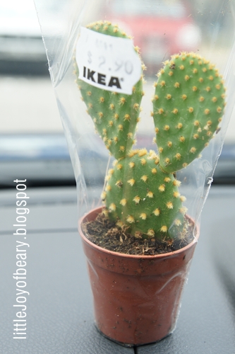 little Joy: Little Cactus Pot