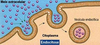 Aula de Biologia - Prof. Xandy: Membrana Plasmática