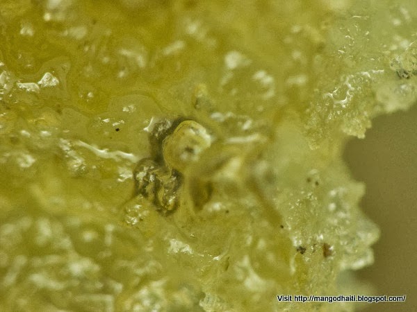 McDonald’s restaurant : "Chicken" McNuggets Under Microscope Reveal ...