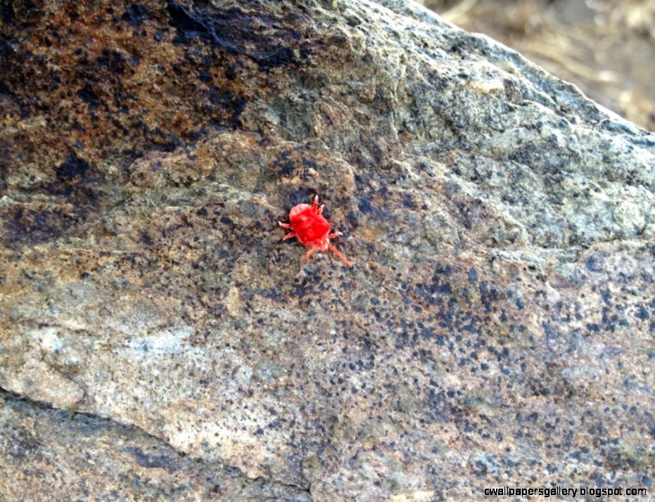 Bright Red Ants | Wallpapers Gallery