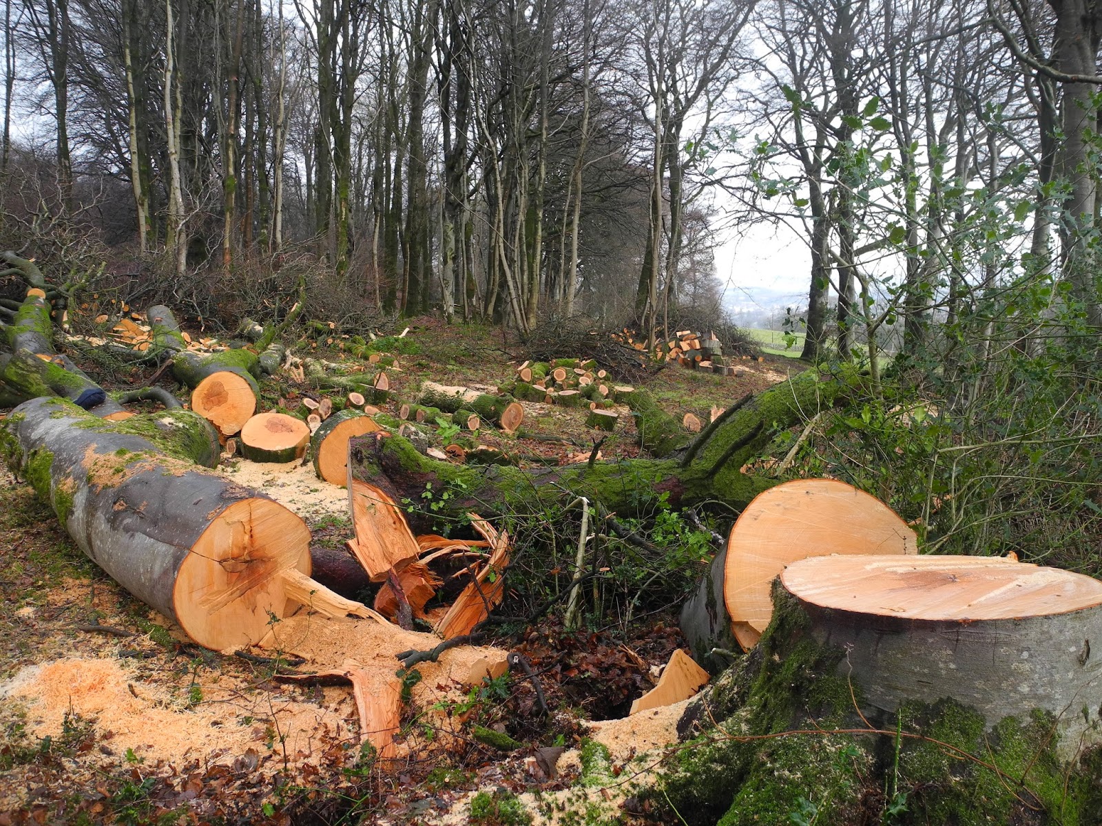NTS Dumfries and Galloway Countryside Team: The festive season was not ...