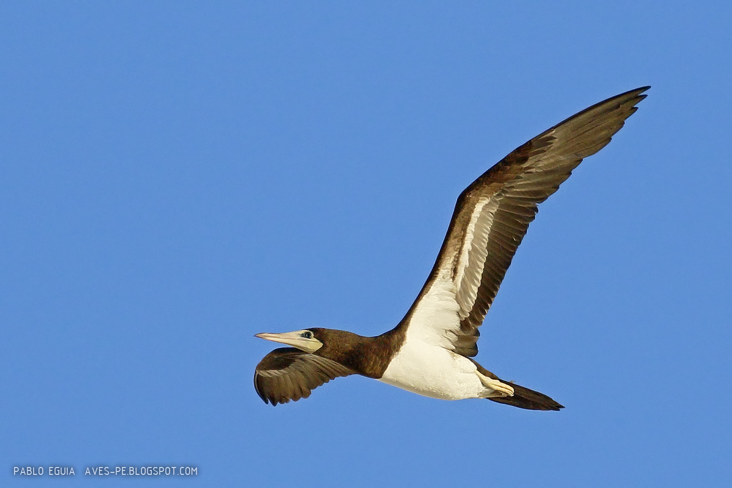 mis fotos de aves: Sula leucogaster Piquero Pardo Brown Booby