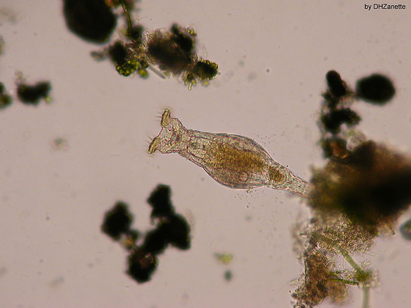 Musings of a Biologist and Dog Lover: Phylum Rotifera
