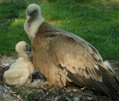 Faszination Geier: Geier-Manifest