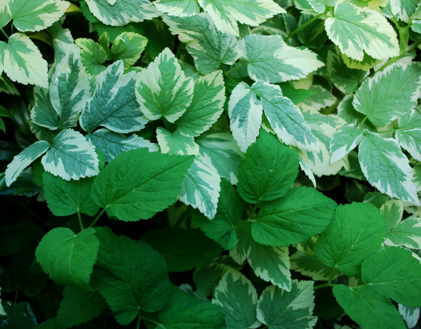 The Intercontinental Gardener: Variegated Aegopodium - don't even think ...