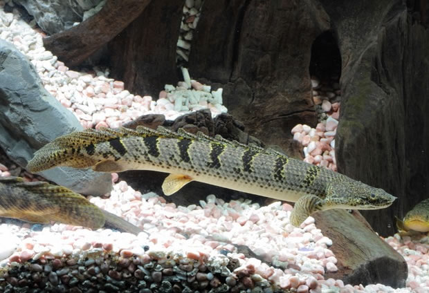 Polypterus ~ FishMania