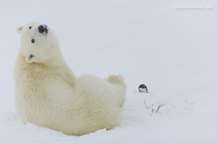 Bears at Hallo Bay: Brown Bears and Polar Bear + Did You Know