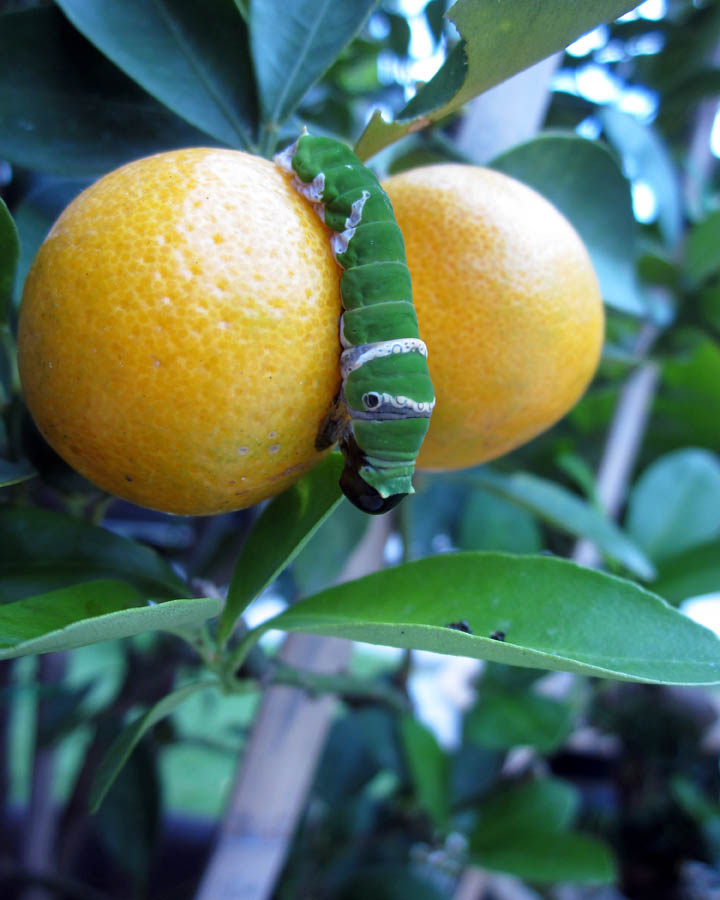 S T i l e T To: Meanies and Crawlies on my Calamansi