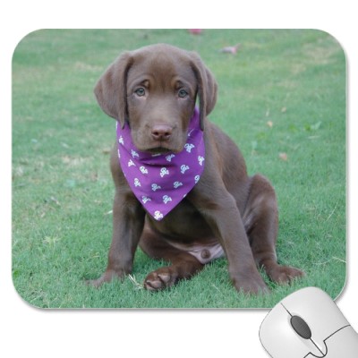 Retriever Labrador: Chocolate Labrador Retriever