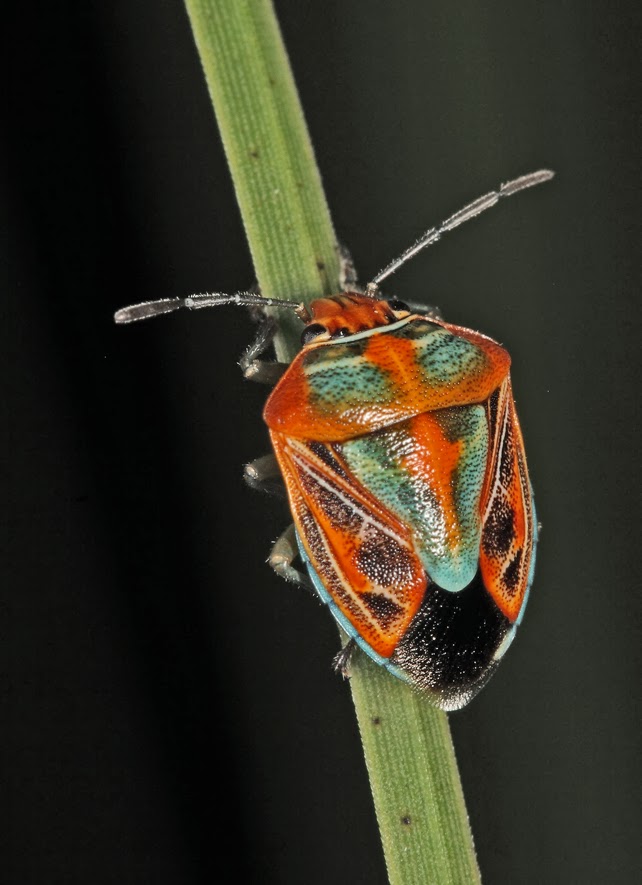 BunyipCo: September 2013