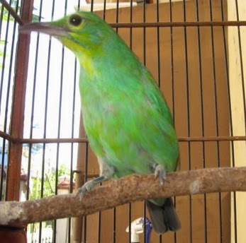 Harga Burung Cucak Ijo Terbaru 2015 ~ Gembala News