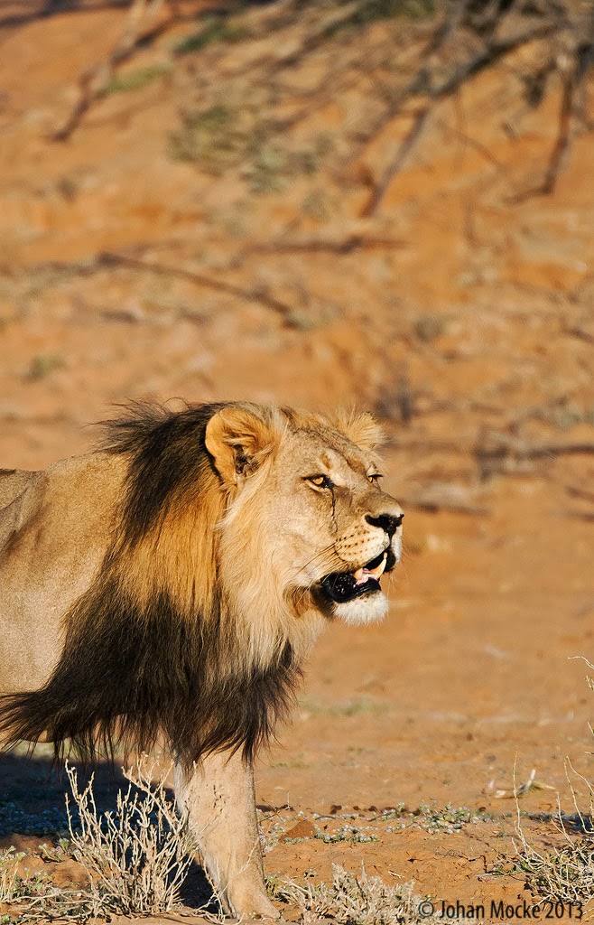 Johan Mocke Photography: "My Lion" for one hour in the Kgalagadi