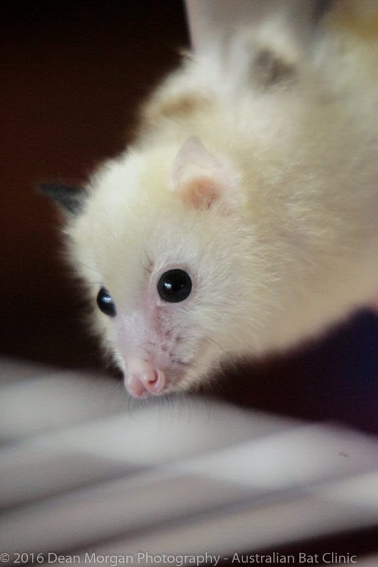 Tal'ngai Dha'run | Breathtaking photos of rare Australian Bat will ...