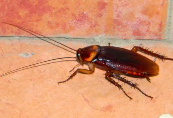 100% Crevillent: Panderoles