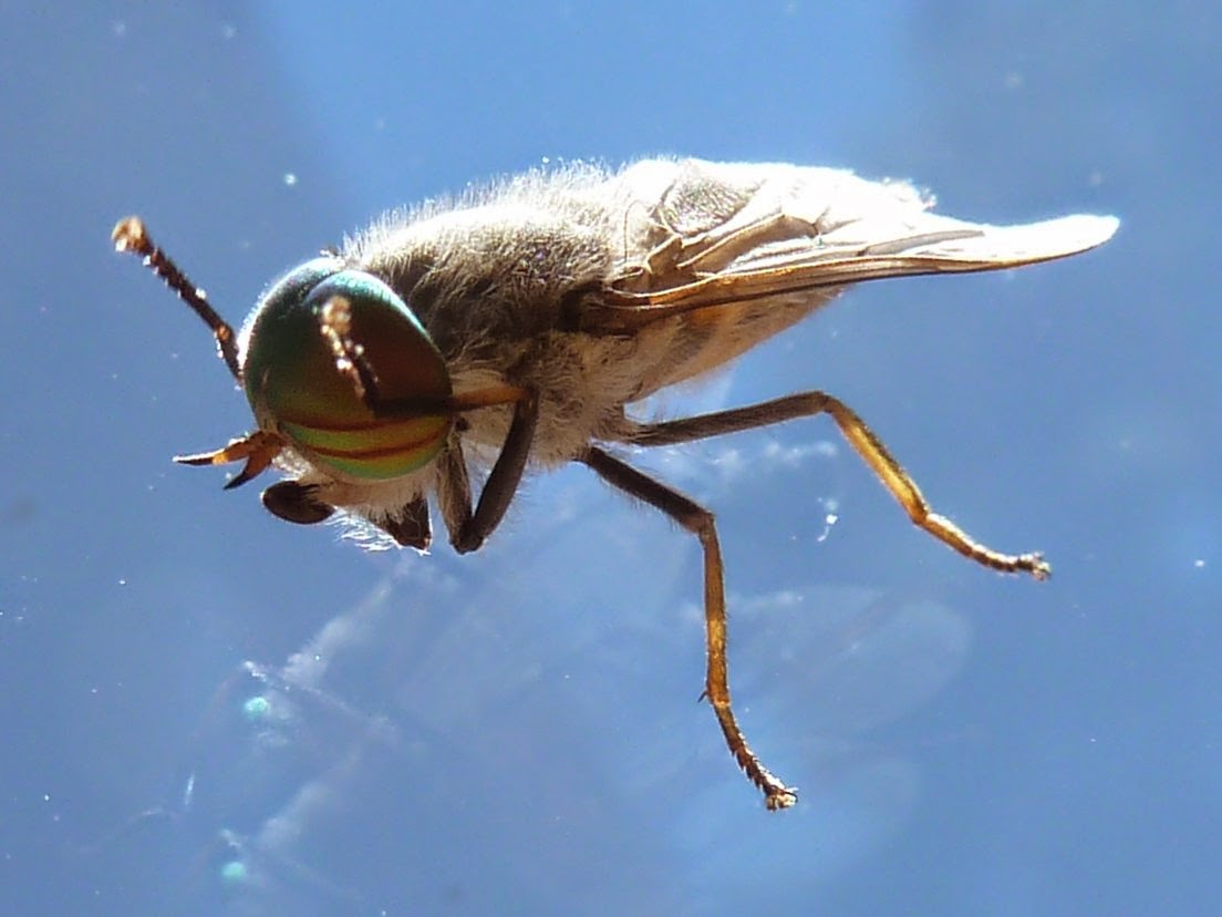 Bichos: Tábano (Tabanidae)