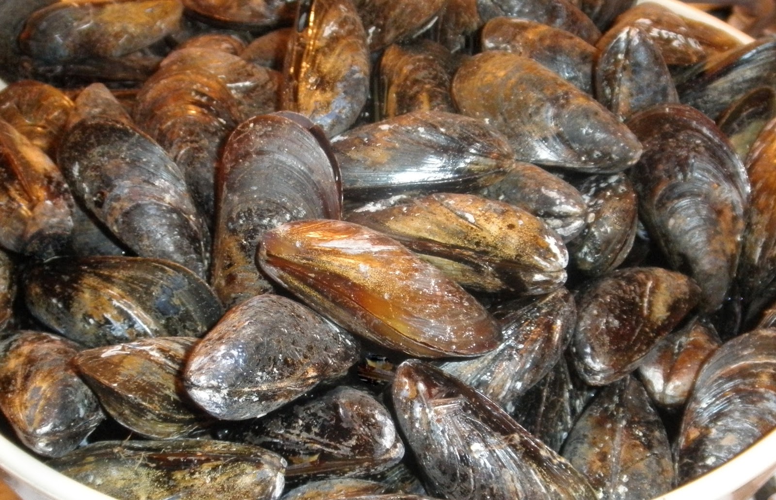 Cecelia Heer's Culinary Corner: FOUR SEASONS OF MUSSELS