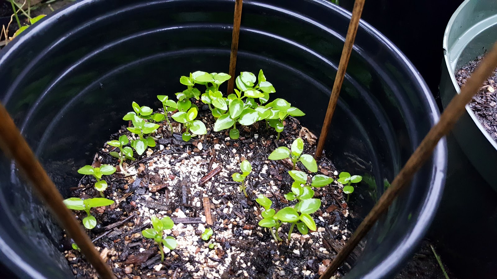 Bonsai-misadventures: Grow a fig tree from seed, Moreton bay ficus ...