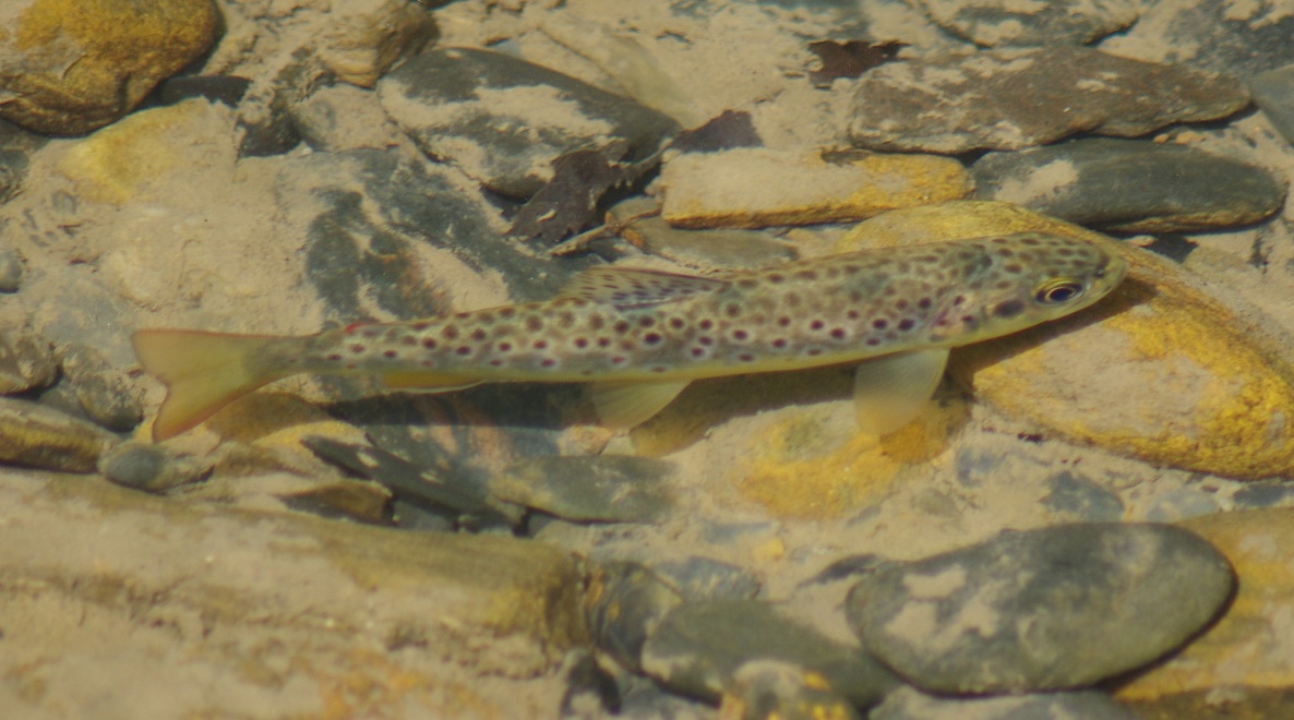 BIZIARIKLIK: Salmo trutta ( Trucha común ; Ibai amurraia )