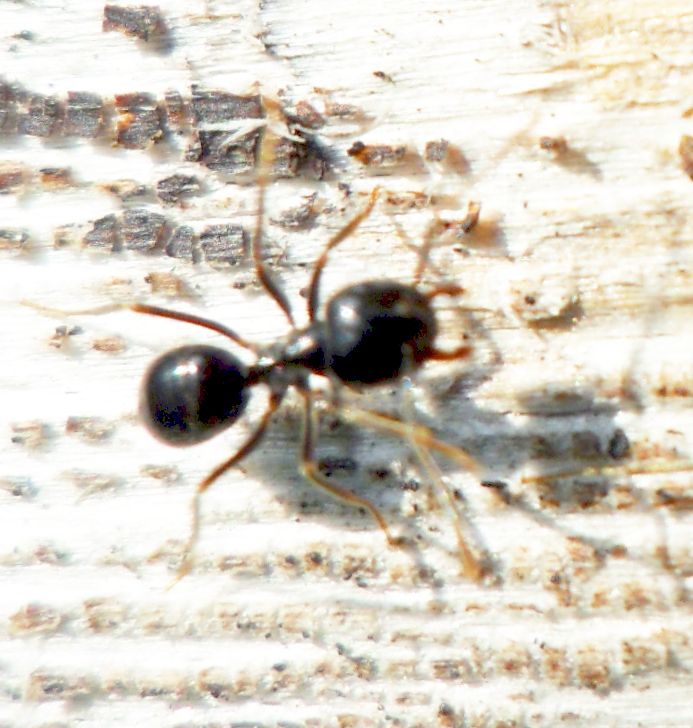 Descopera Targovistea cu mine: INSECTELE MELE