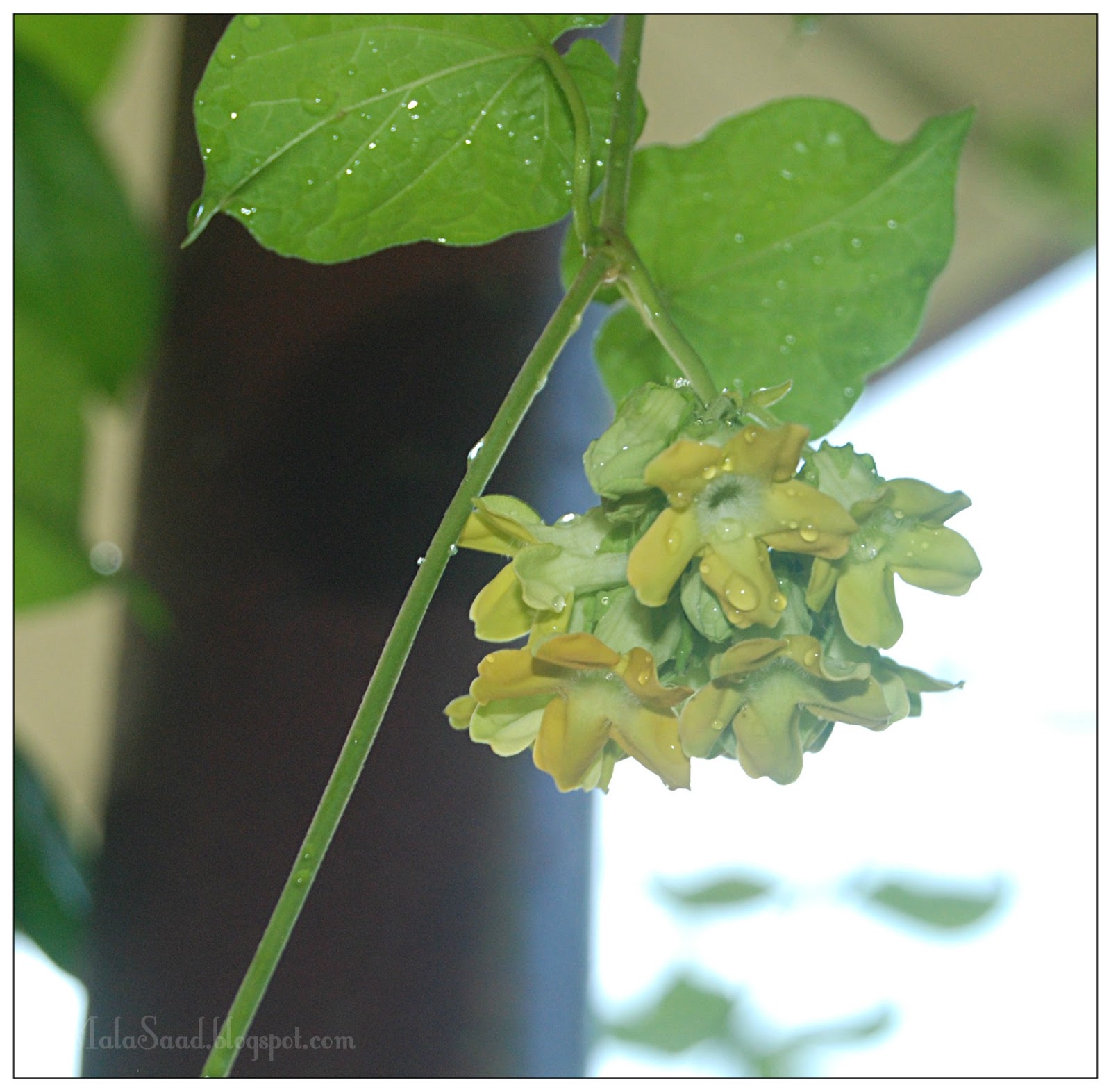 My Green Eye's: Bunga Tongkeng - Tonkin Jasmine