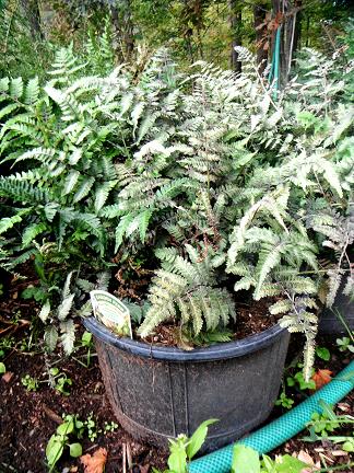 Ferns Ferns Ferns!! | Large Trees – Tight Spaces