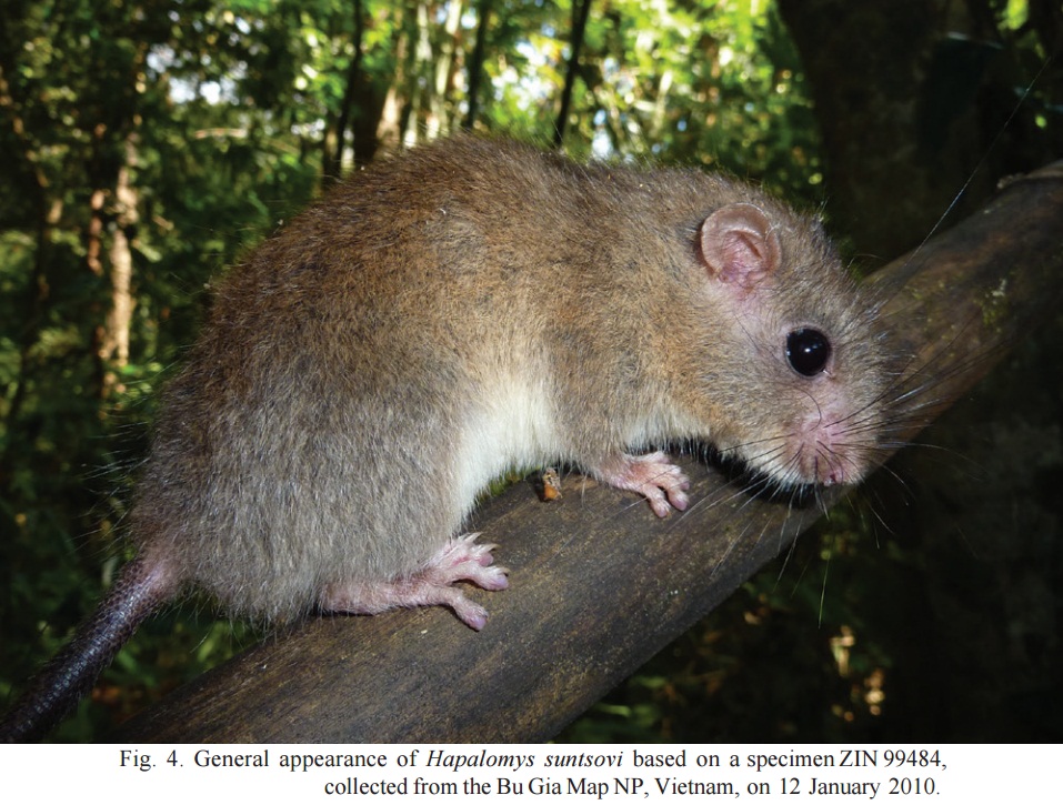 Species New to Science: [Mammalogy • 2017] Hapalomys suntsovi • A New ...