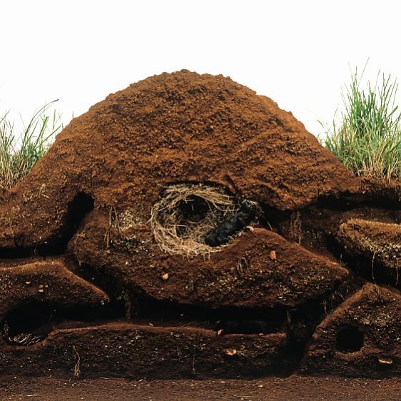 Similarities/Asemănări: Mole Mound - Egyptian Pyramid