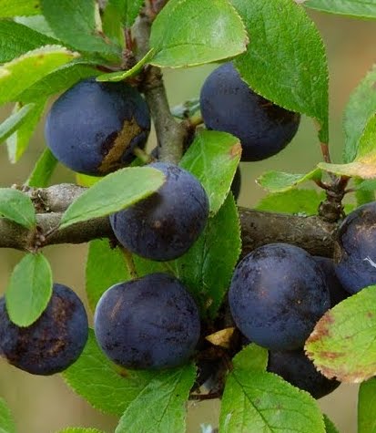 Bullace - Alchetron, The Free Social Encyclopedia