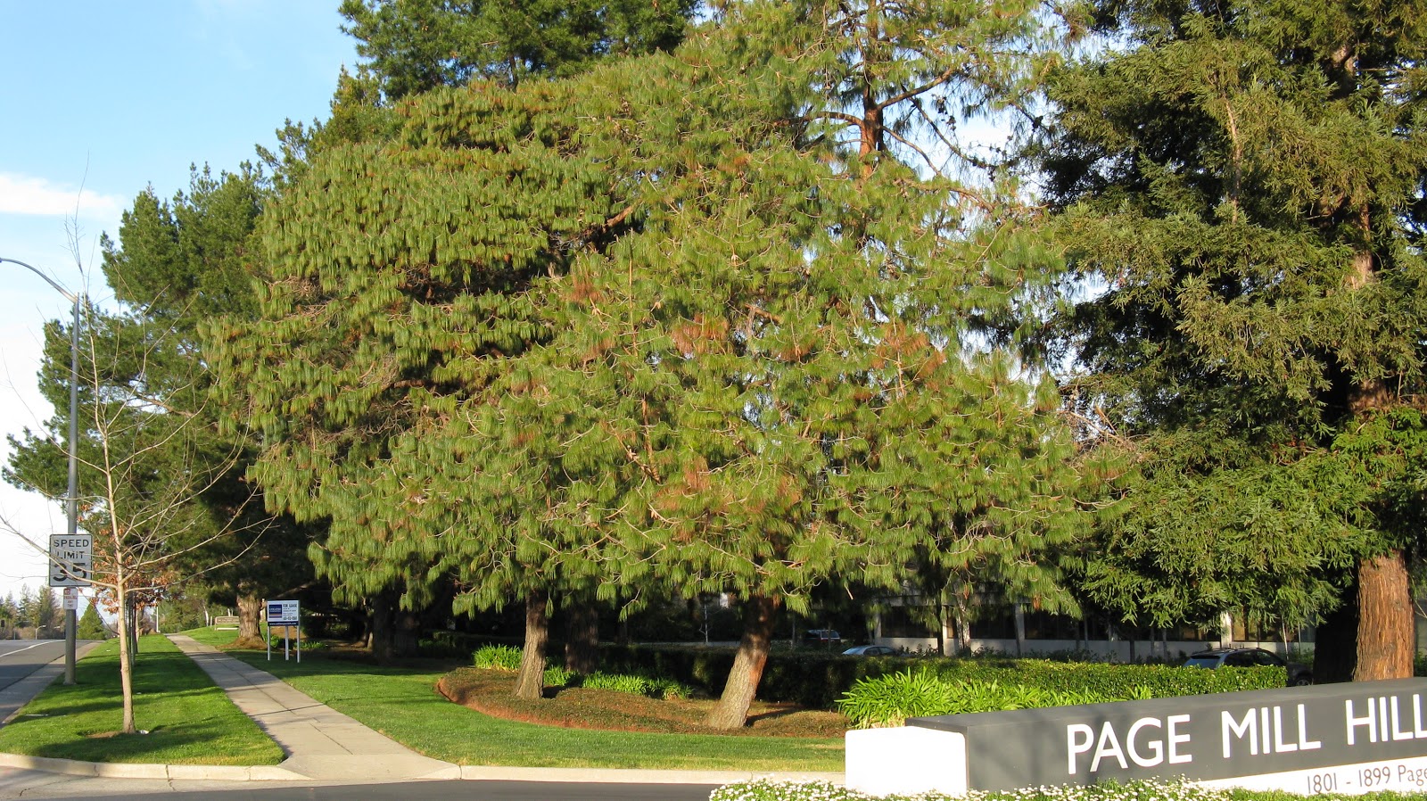Trees of Santa Cruz County: Pinus patula - Mexican Weeping Pine