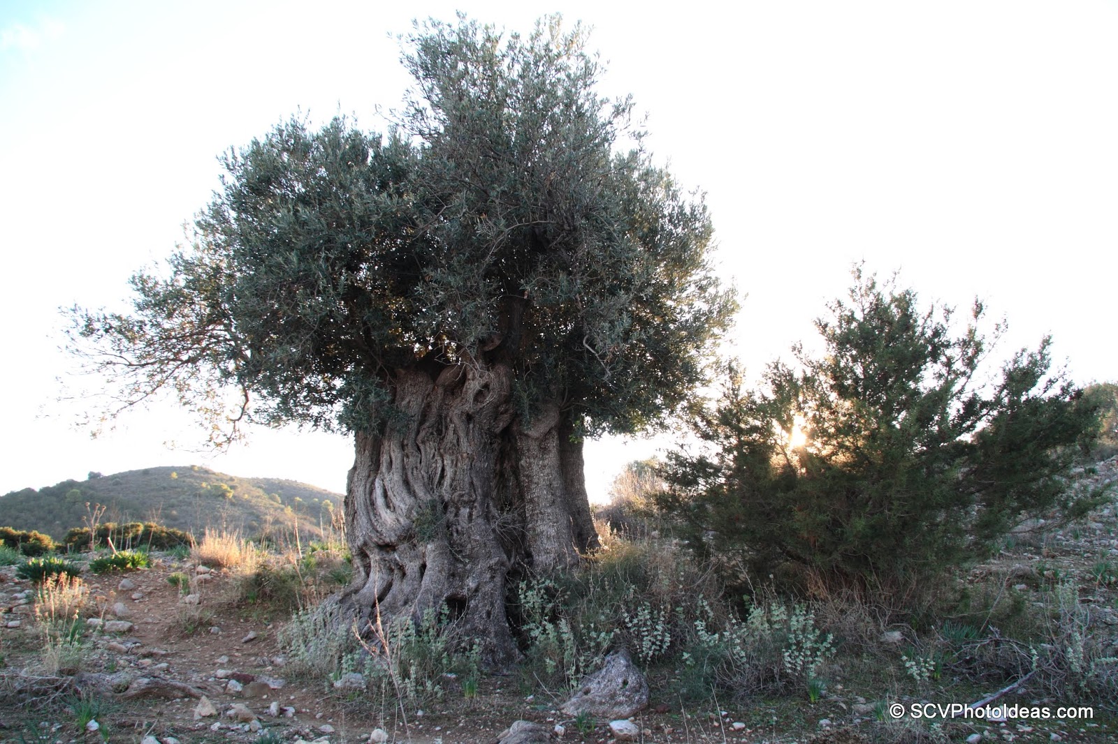 S.C.V. Photography Ideas: An Appointment with the Ancient Past...